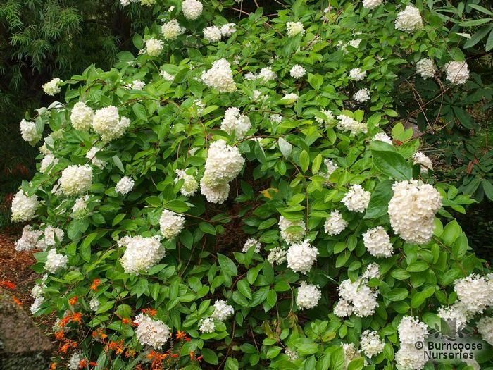 Hydrangea Paniculata 'Kyushu' from Burncoose Nurseries