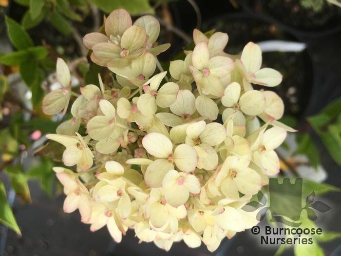 Hydrangea Paniculata 'Little Lime' from Burncoose Nurseries