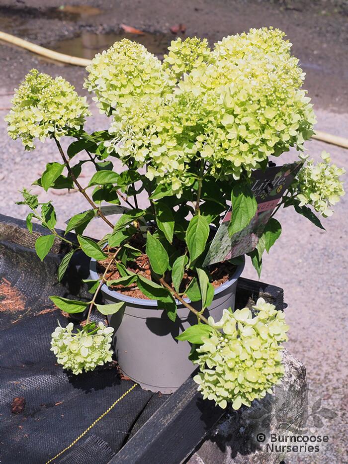 Hydrangea Paniculata 'Little Lime' from Burncoose Nurseries