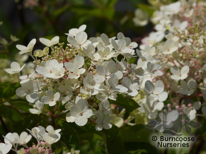 Hydrangea Paniculata 'Ruby' from Burncoose Nurseries