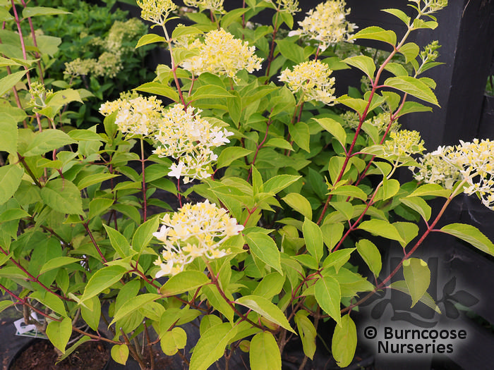 hydrangea paniculata skyfall