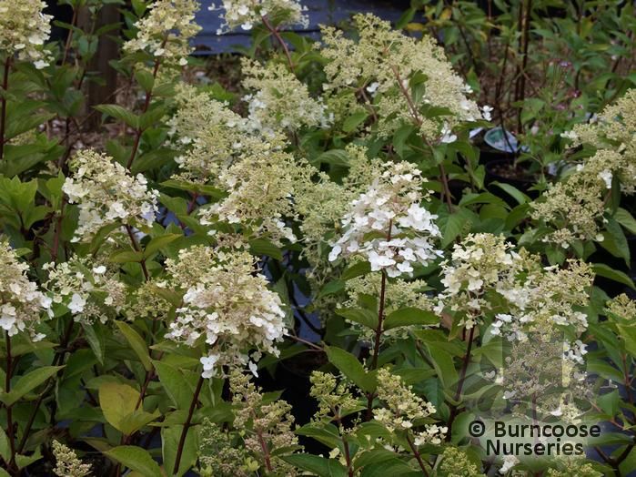 Hydrangea Paniculata 'Unique' from Burncoose Nurseries