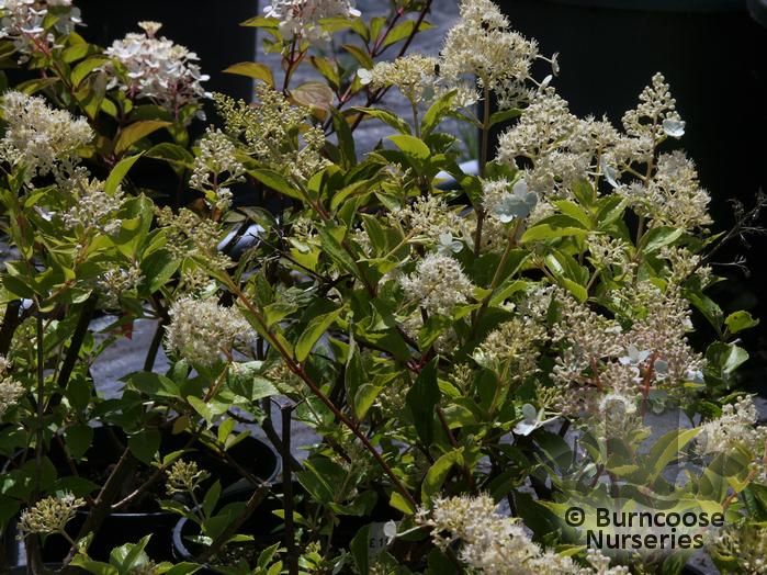 Hydrangea Paniculata 'Unique' from Burncoose Nurseries