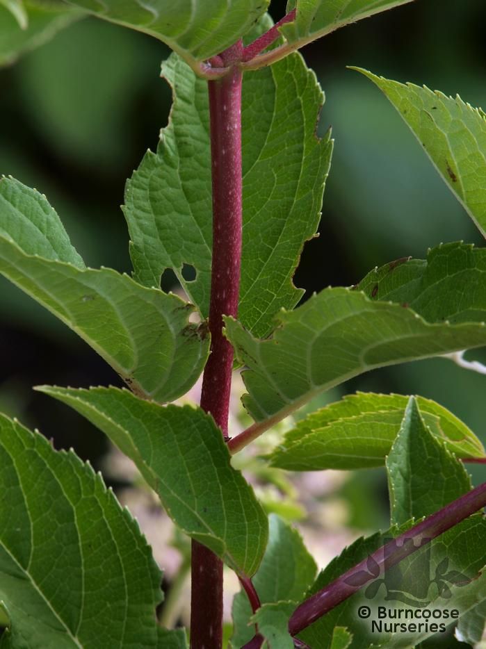 Hydrangea Paniculata 'White Lady' from Burncoose Nurseries