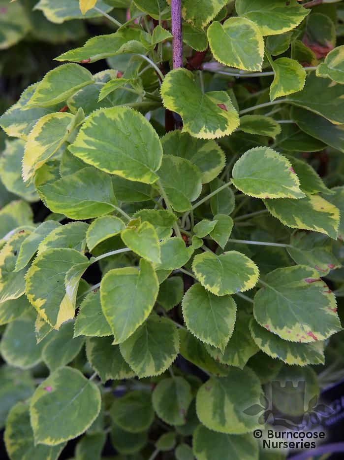 Hydrangea Petiolaris 'Mirranda' from Burncoose Nurseries