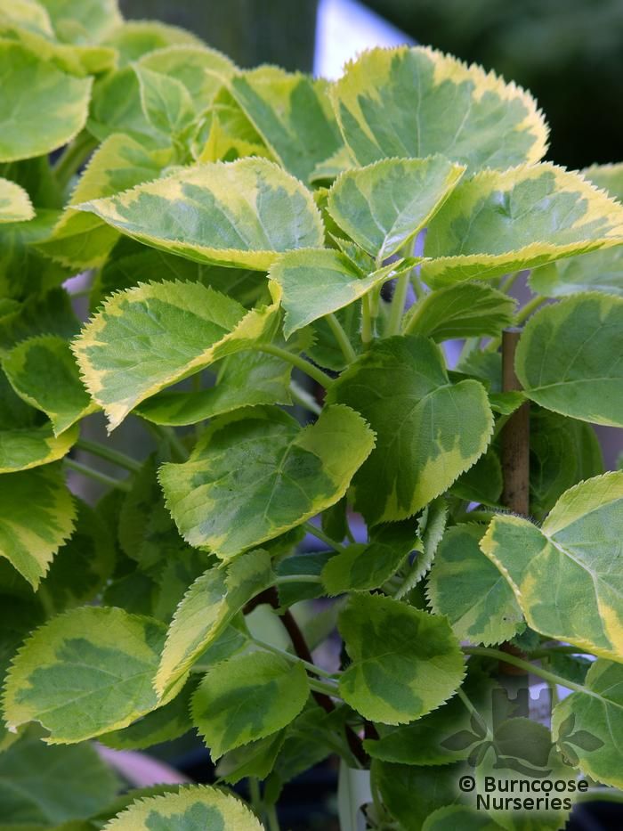 Hydrangea Petiolaris 'Mirranda' from Burncoose Nurseries