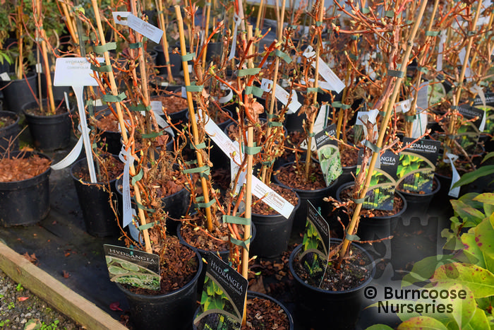 Hydrangea Petiolaris 'Silver Lining' from Burncoose Nurseries