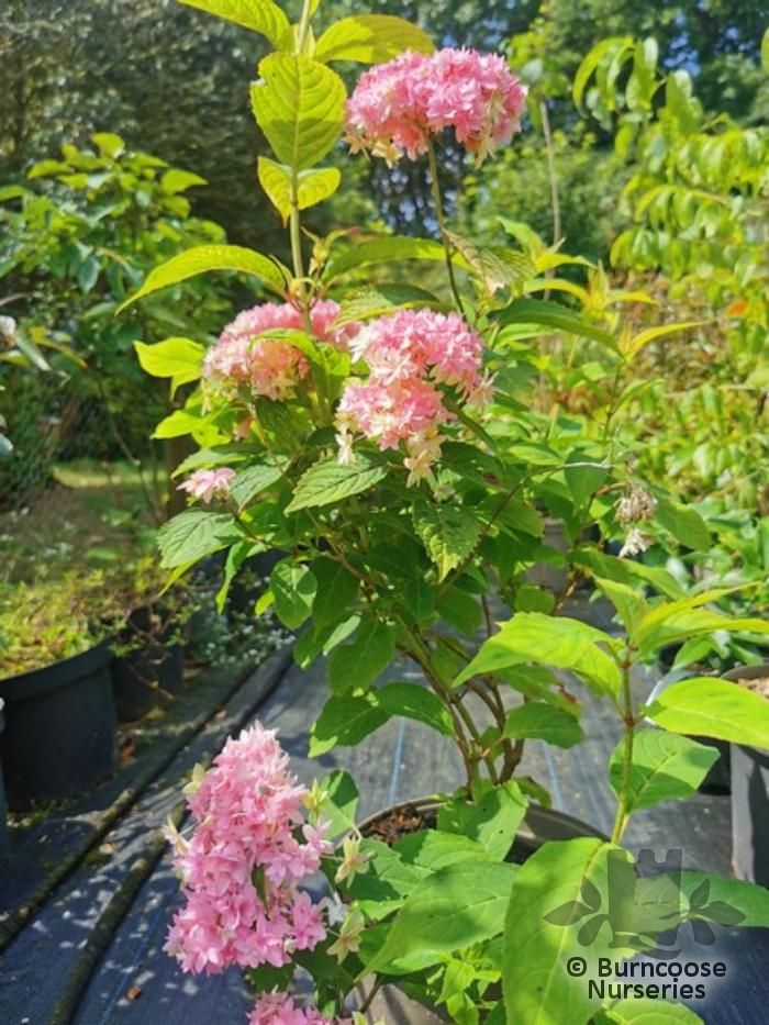 Hydrangea 'Princess Diana' from Burncoose Nurseries