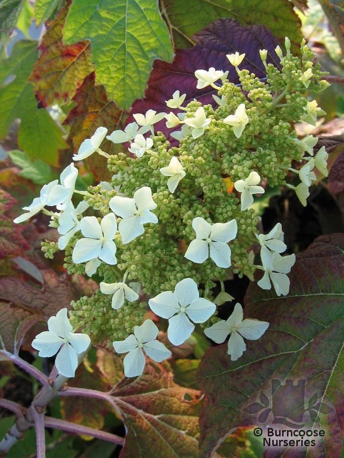Hydrangea Quercifolia from Burncoose Nurseries