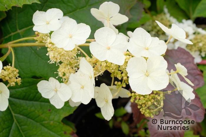Hydrangea Quercifolia 'Ruby Slippers' from Burncoose Nurseries