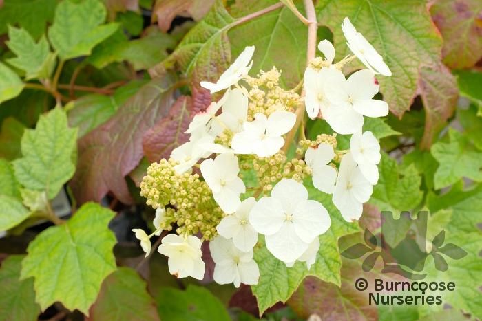 Hydrangea Quercifolia 'Ruby Slippers' from Burncoose Nurseries