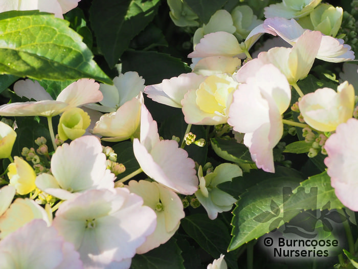 Hydrangea 'Runaway Bride' from Burncoose Nurseries