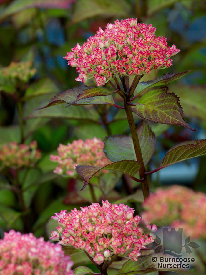 Hydrangea 'Sabrina' from Burncoose Nurseries