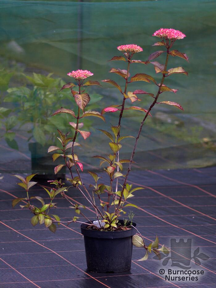 Hydrangea 'Sabrina' from Burncoose Nurseries