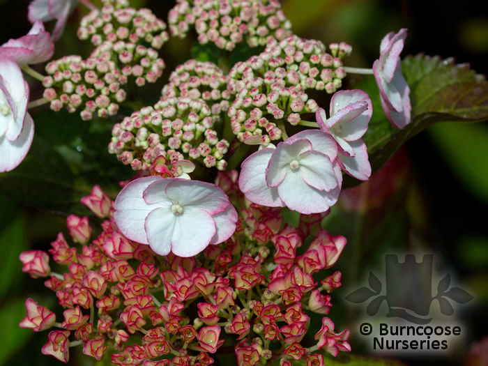Hydrangea 'Sandra' from Burncoose Nurseries