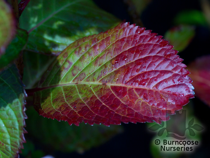 Hydrangea 'Sandra' from Burncoose Nurseries