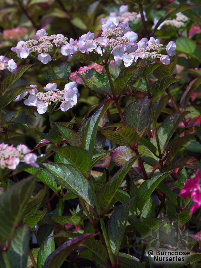 Hydrangea 'Sandra' from Burncoose Nurseries