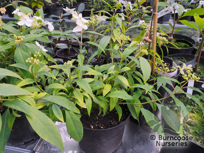 Hydrangea Scandens Subsp. Chinensis from Burncoose Nurseries