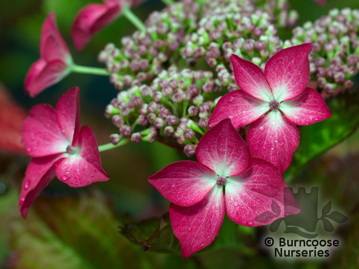Hydrangea 'Selina' from Burncoose Nurseries