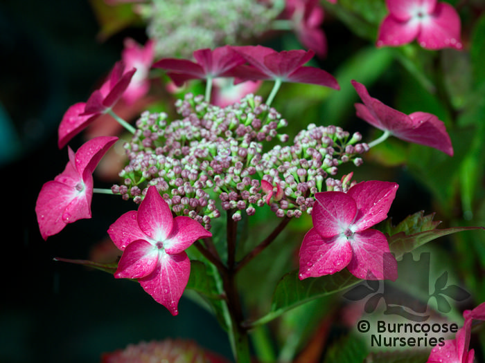 Hydrangea 'Selina' from Burncoose Nurseries