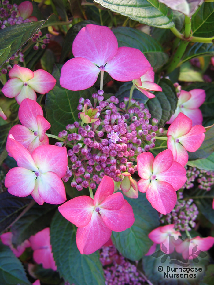 Hydrangea 'Selina' from Burncoose Nurseries
