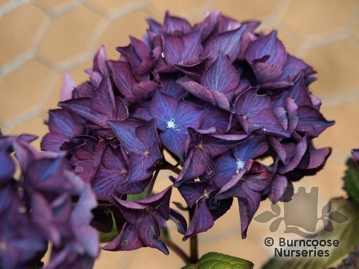 Hydrangea 'Selma' from Burncoose Nurseries