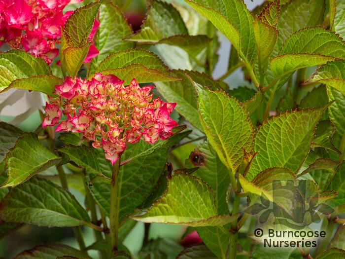 Hydrangea 'Selma' from Burncoose Nurseries