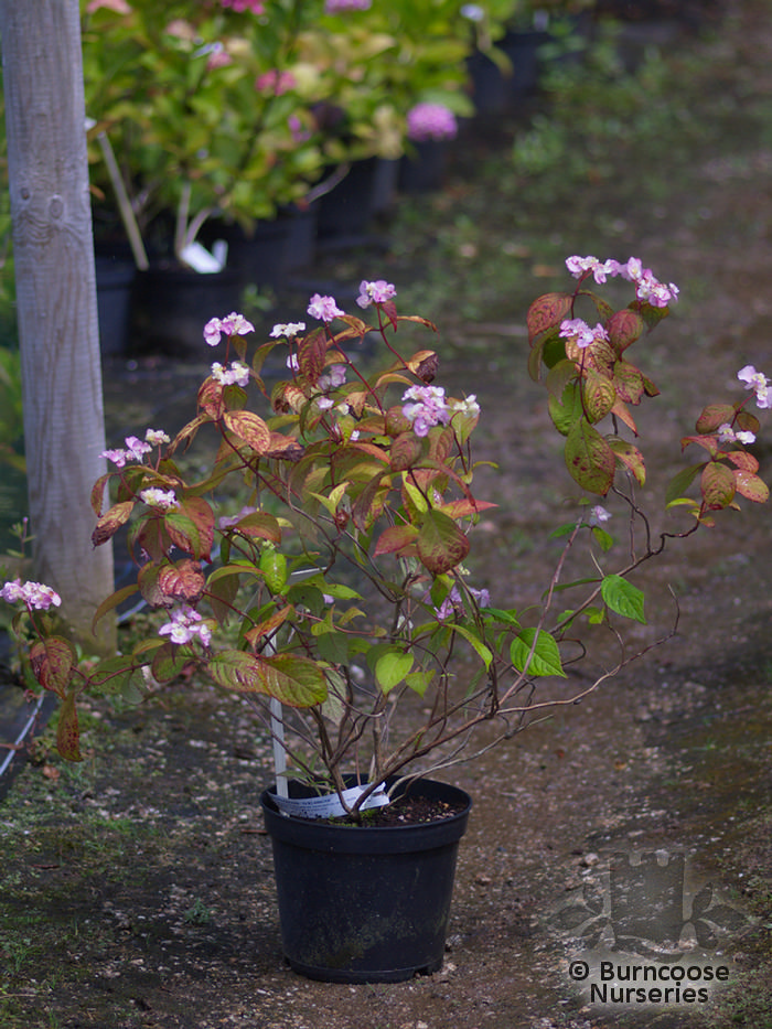 Hydrangea Serrata 'Yae-No-Amacha' from Burncoose Nurseries