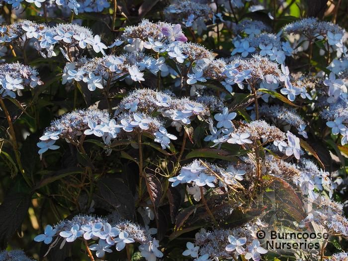 Hydrangea Serrata 'Bluebird' from Burncoose Nurseries