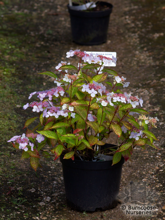 Hydrangea Serrata 'Bluebird' from Burncoose Nurseries