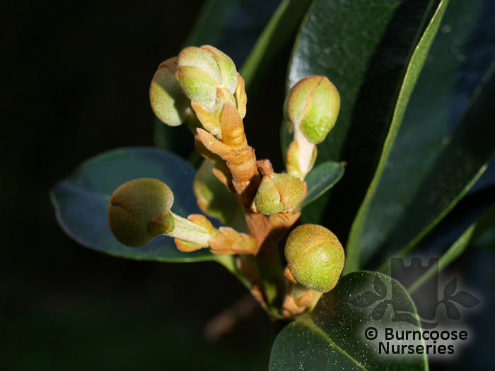 Hydrangea Serratifolia from Burncoose Nurseries