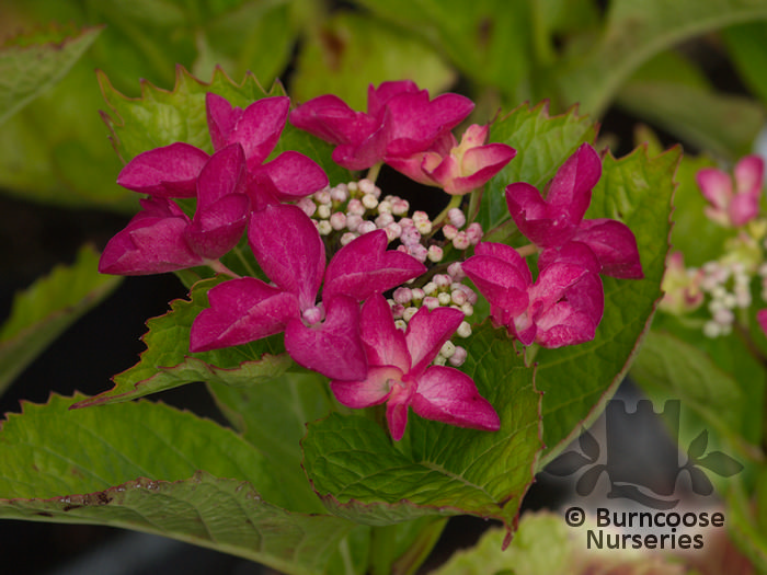 Hydrangea 'Sunset' from Burncoose Nurseries
