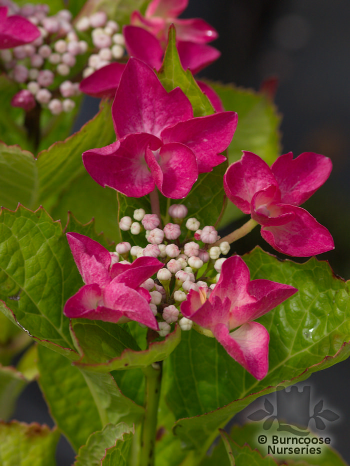 Hydrangea 'Sunset' from Burncoose Nurseries