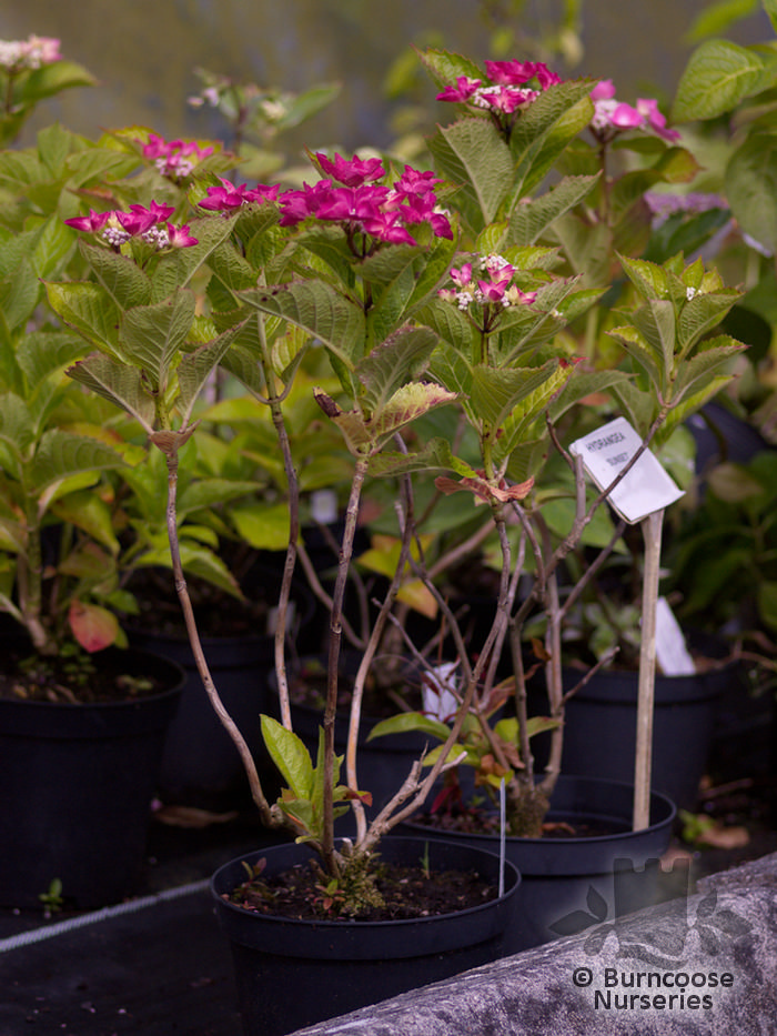 Hydrangea 'Sunset' from Burncoose Nurseries
