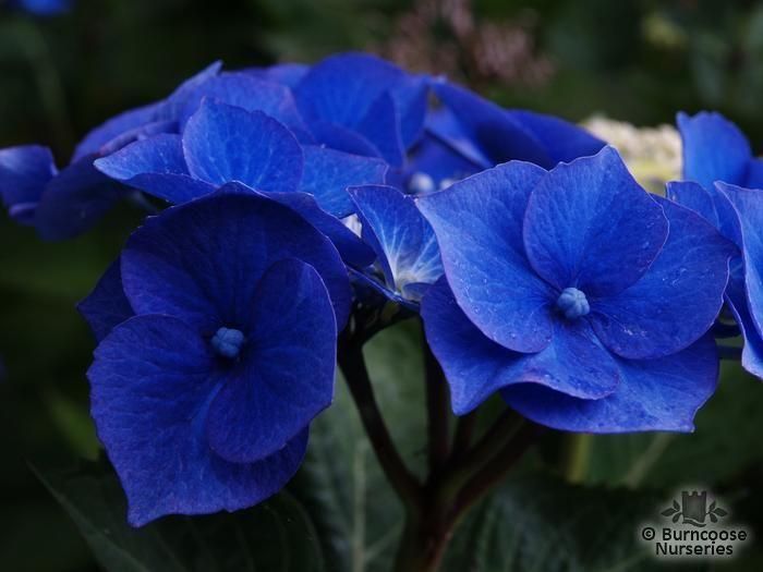 Hydrangea 'Taube' from Burncoose Nurseries