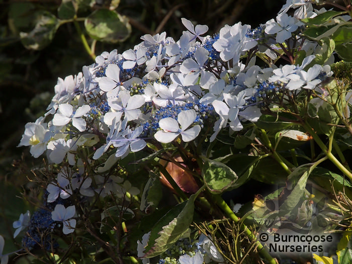 Hydrangea 'Tricolor' from Burncoose Nurseries