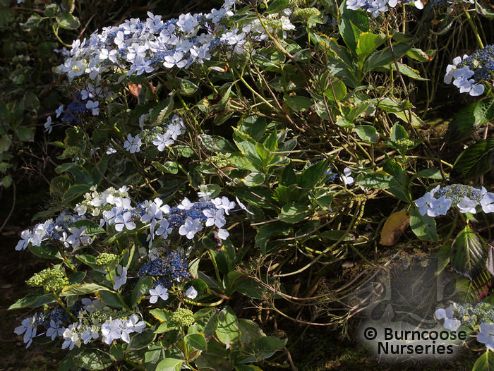 Hydrangea 'Tricolor' from Burncoose Nurseries