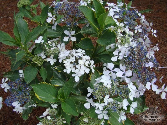 Hydrangea 'Tricolor' from Burncoose Nurseries