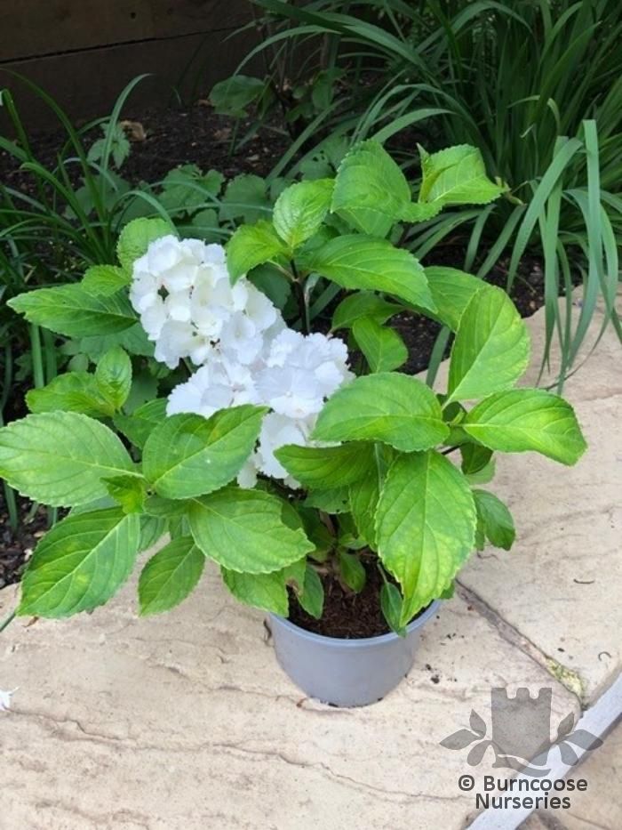 Hydrangea 'Zebra' from Burncoose Nurseries