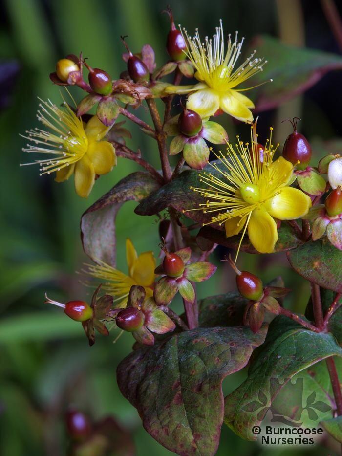 Hypericum from Burncoose Nurseries