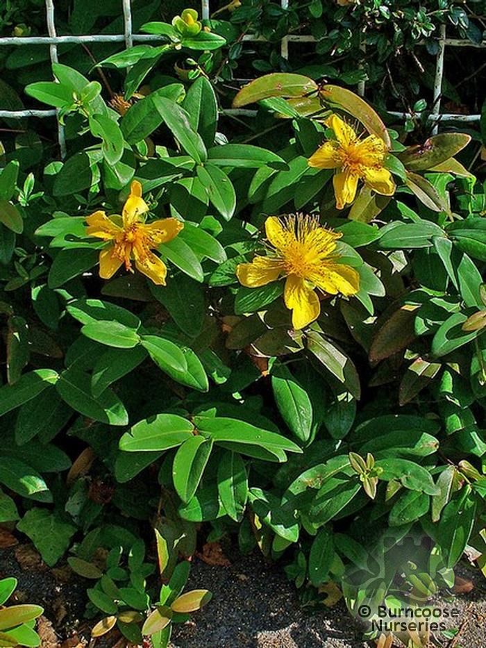 Hypericum Calycinum from Burncoose Nurseries
