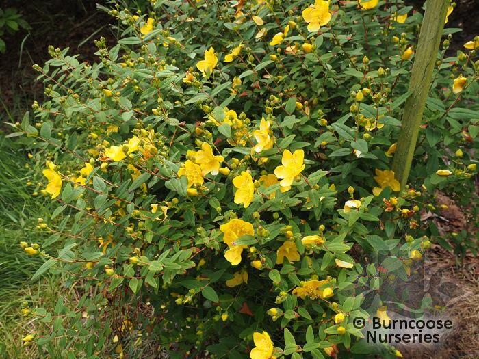 Hypericum Forrestii from Burncoose Nurseries