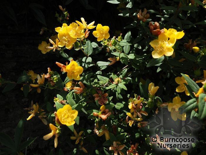 Hypericum Forrestii from Burncoose Nurseries