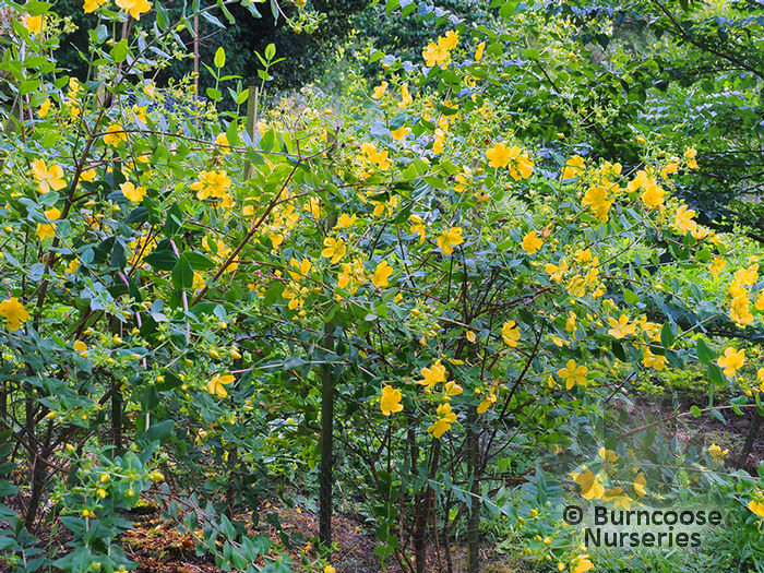 Hypericum Lancasteri from Burncoose Nurseries