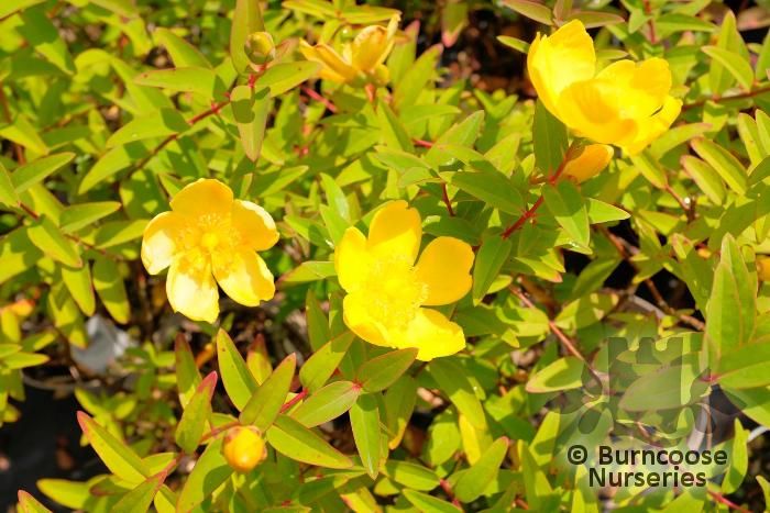 Hypericum 'Rowallane' from Burncoose Nurseries