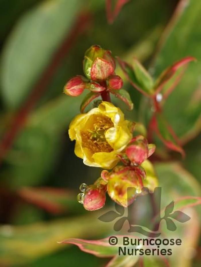 Hypericum X Moserianum 'Tricolor' from Burncoose Nurseries