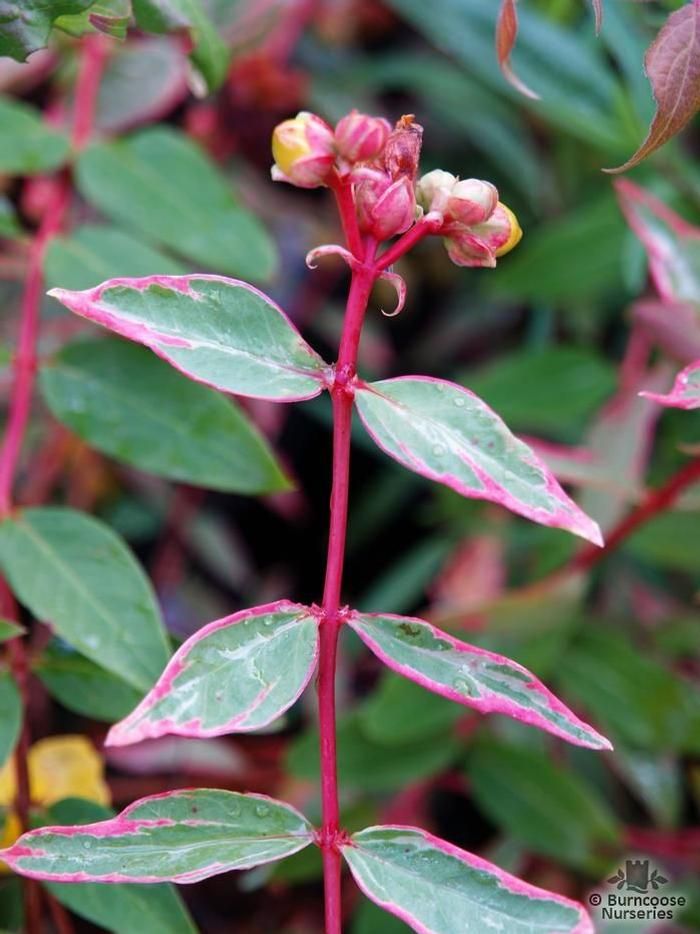 Hypericum X Moserianum 'Tricolor' from Burncoose Nurseries