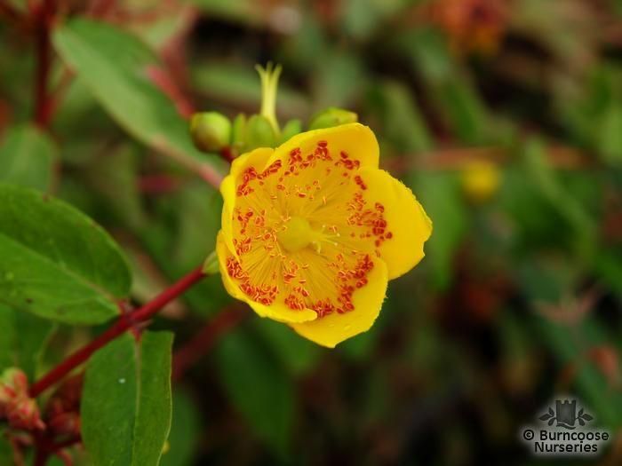 Hypericum X Moserianum 'Tricolor' from Burncoose Nurseries