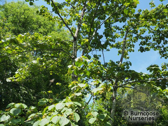 Idesia Polycarpa from Burncoose Nurseries