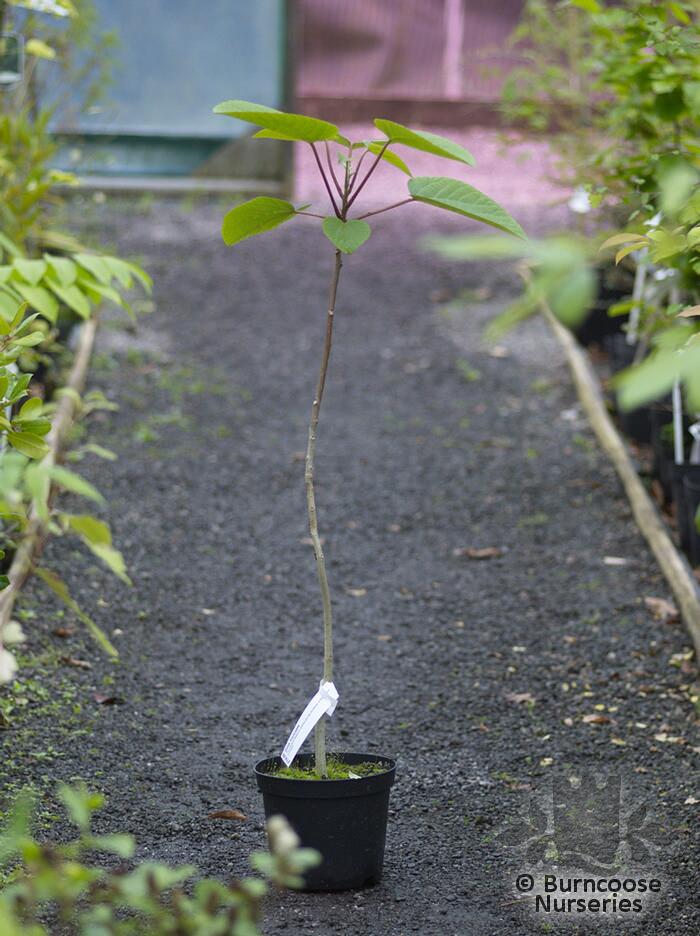 Idesia Polycarpa from Burncoose Nurseries